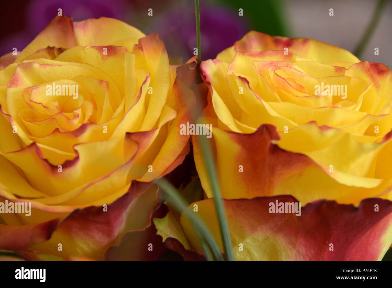 Yellow rose border flower macro isolated abstract plant hi-res stock ...