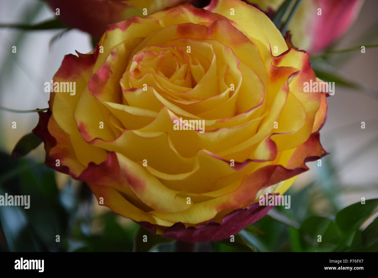 colorful details of a rose head, yellow rose with a red border on ...
