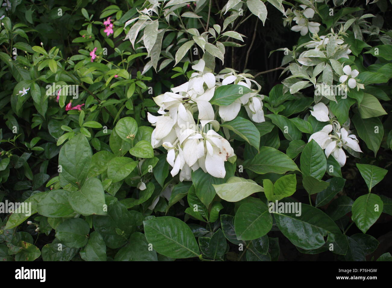 Golap hi-res stock photography and images - Alamy