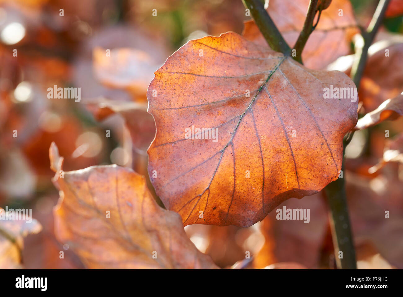 Beech hedge uk hi-res stock photography and images - Alamy