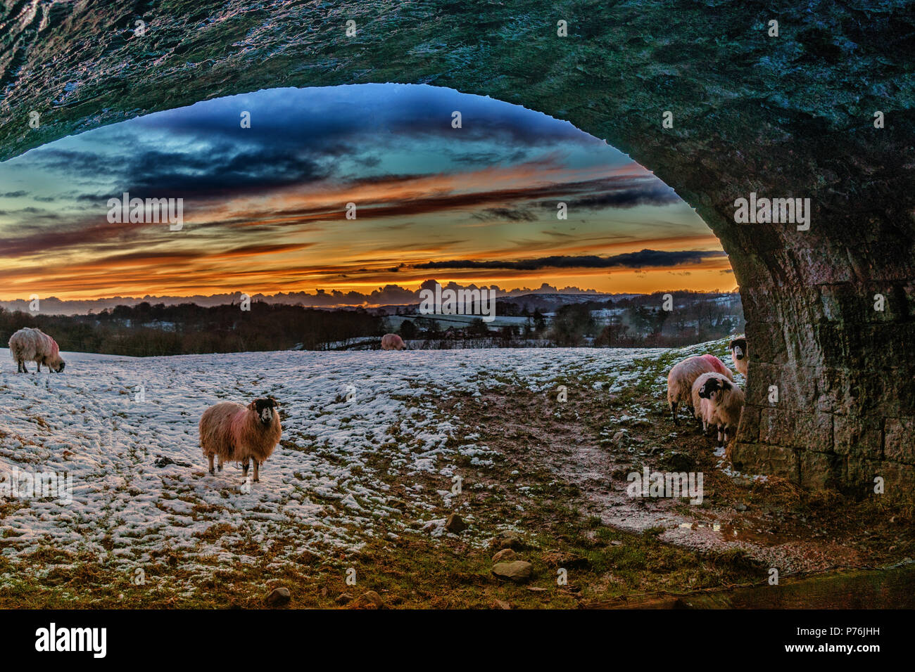 Livestock tunnel hi-res stock photography and images - Alamy