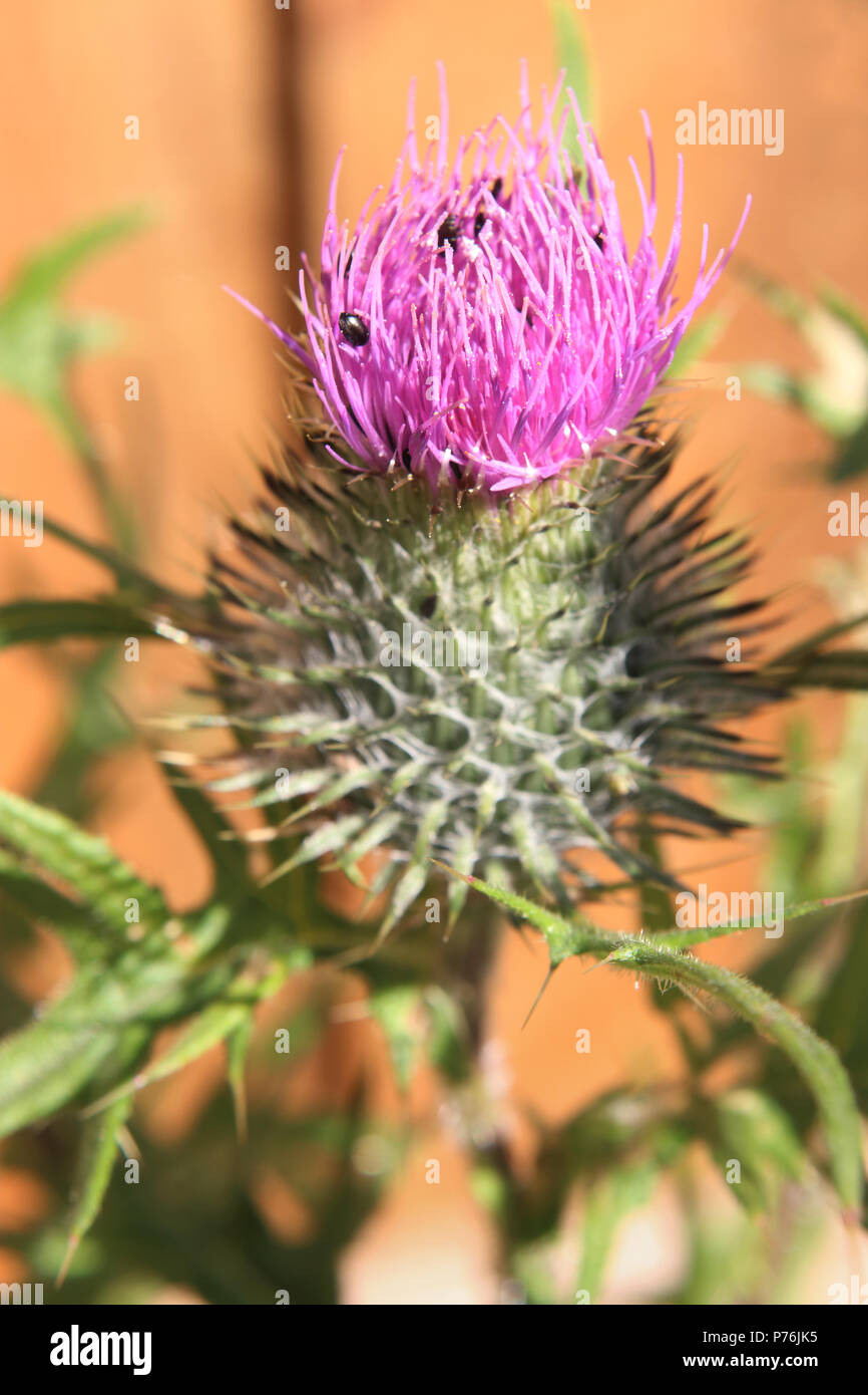 spear thistle flower with pollen beetles Cirsium vulgare Meligethes ...