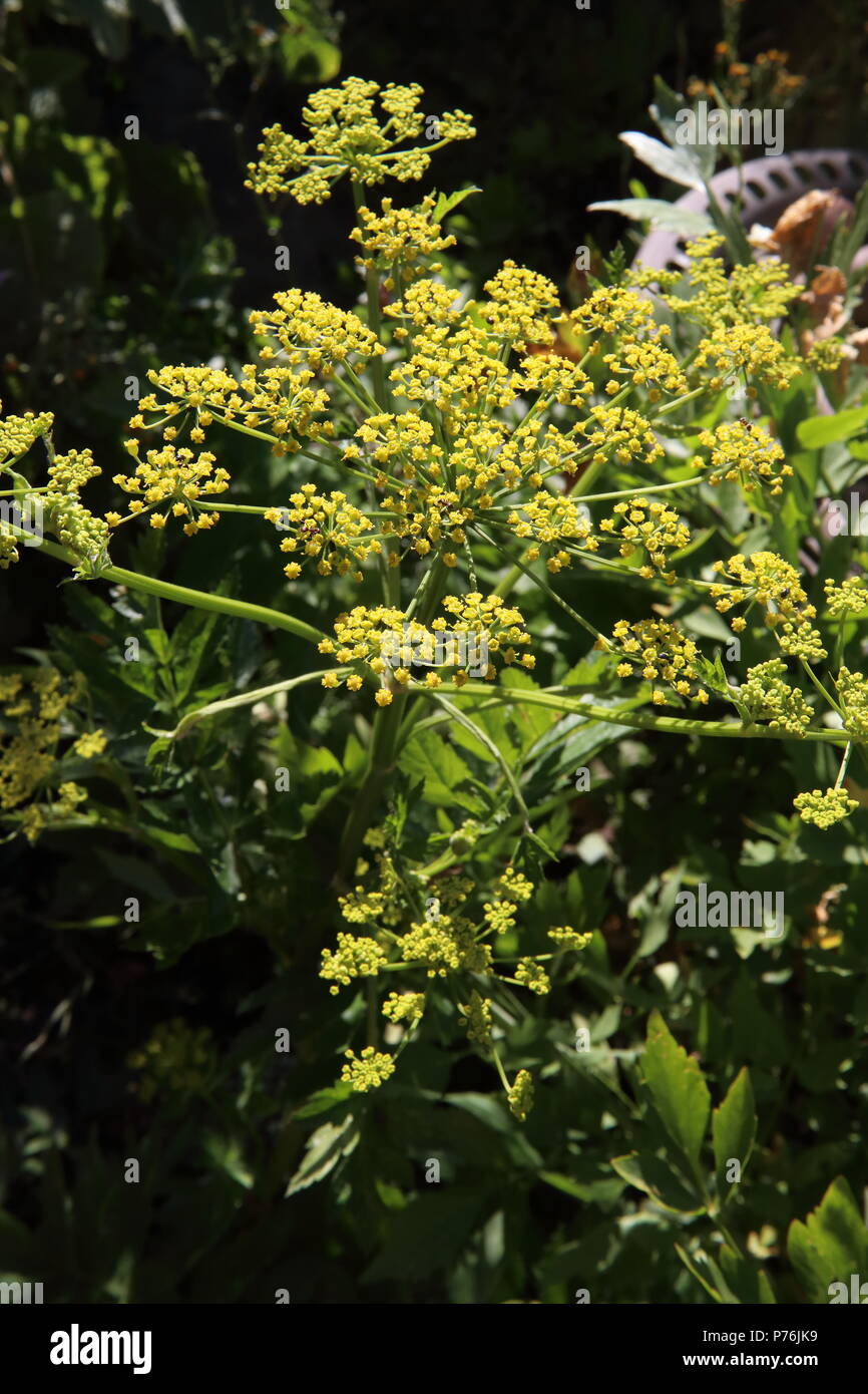 parsnip flowers in garden Pastinaca sativa Stock Photo - Alamy