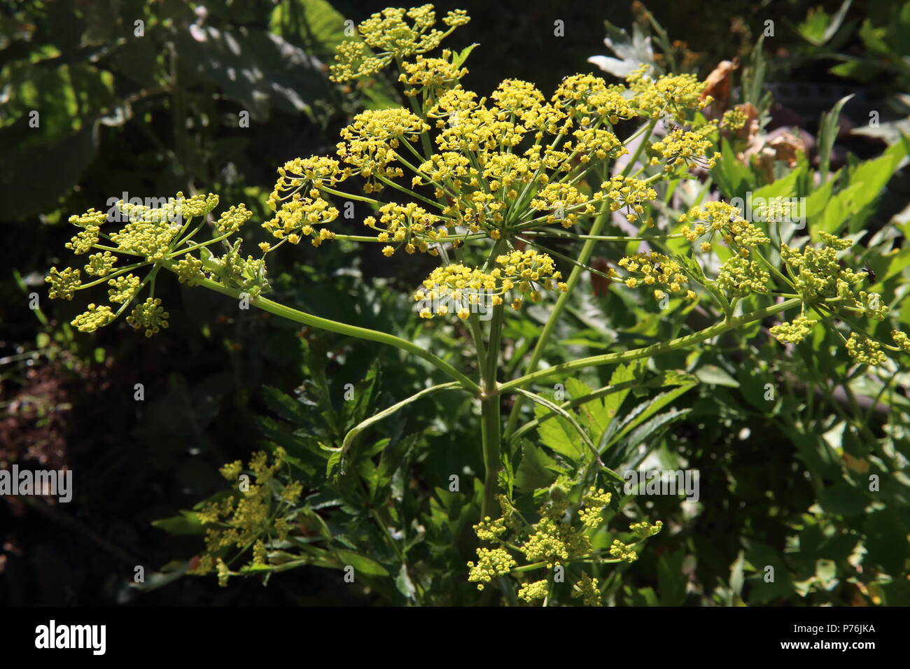 parsnip flowers in garden Pastinaca sativa Stock Photo - Alamy