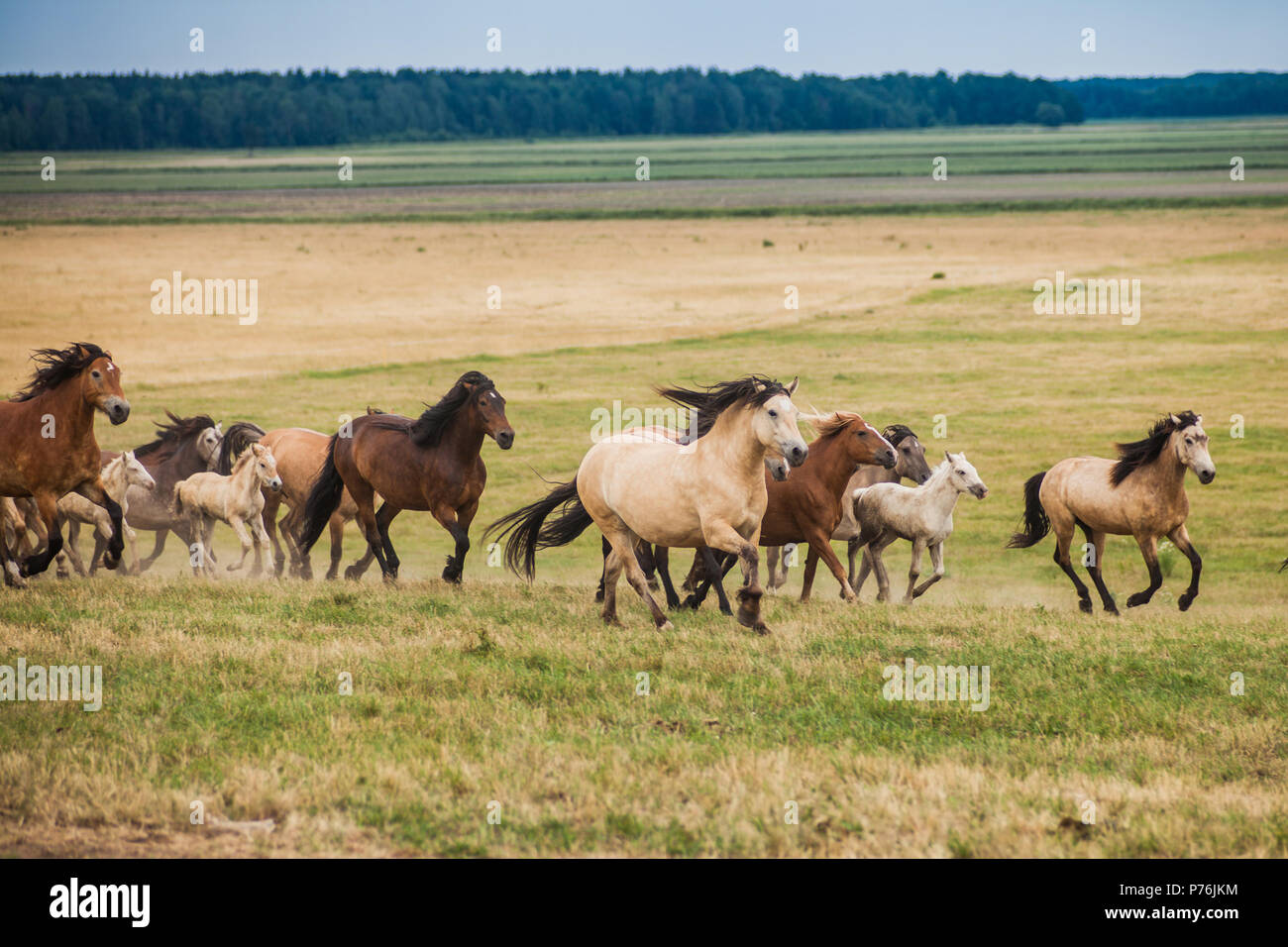 Free horses run on the field Stock Photo - Alamy