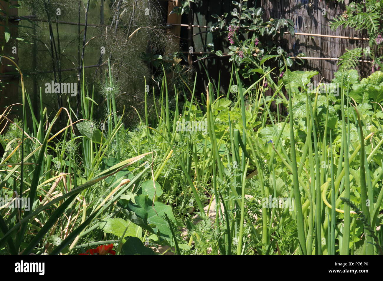 traditional vegetables grown using the square foot gardening method ...