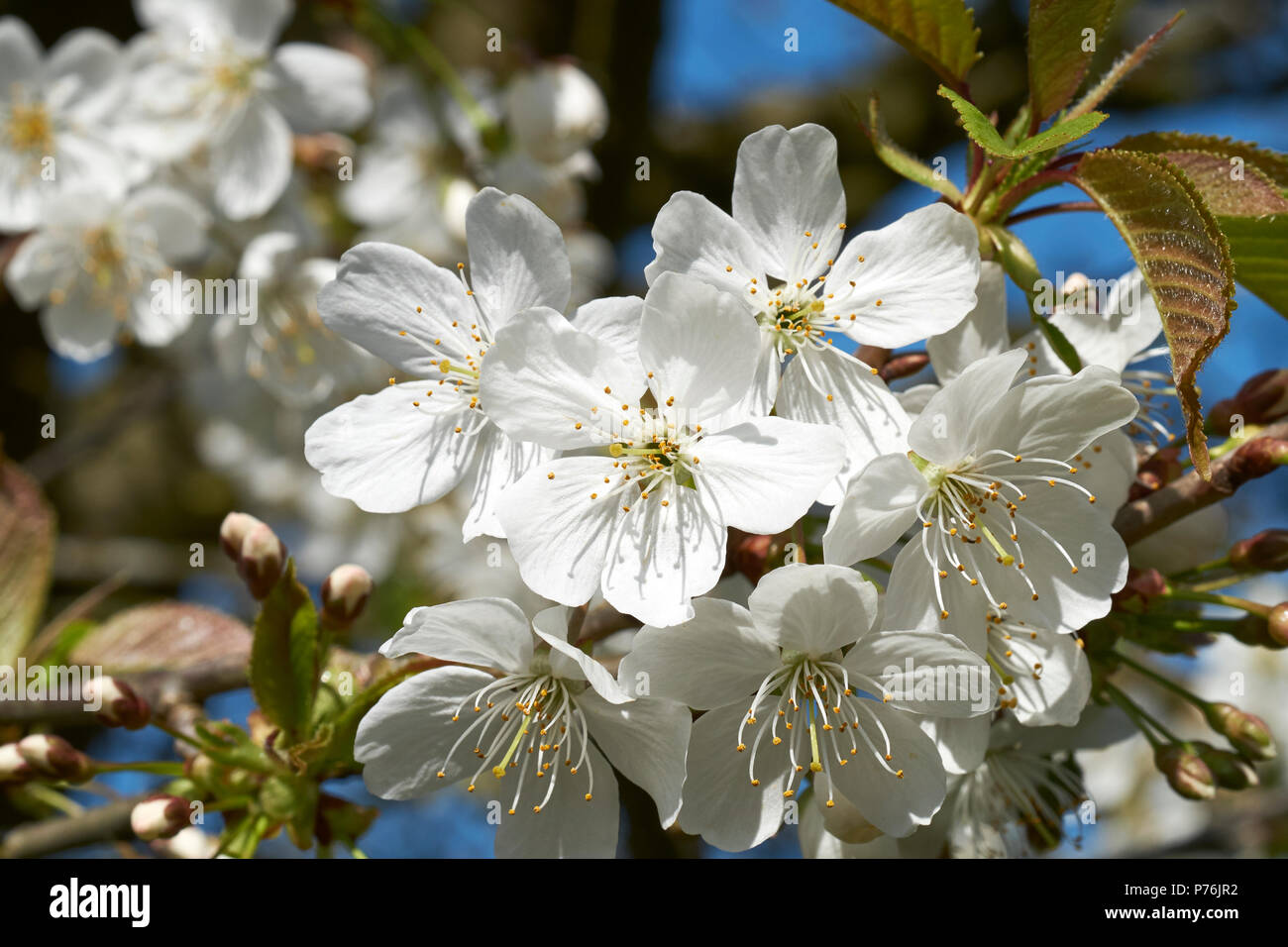White springtime blossom of the Great White Cherry Tree, Prunus Tai ...