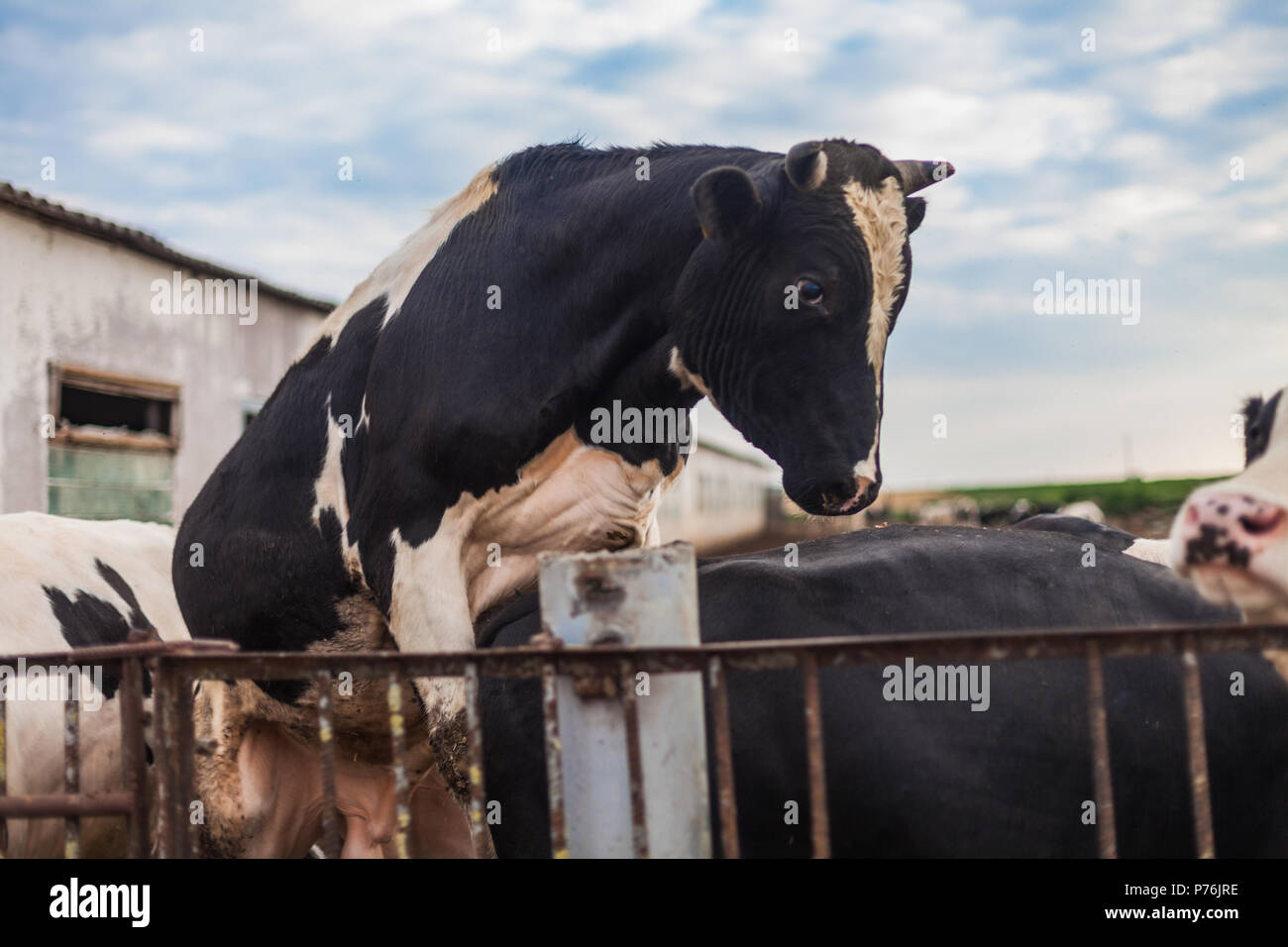 Red bull college hi-res stock photography and images - Alamy