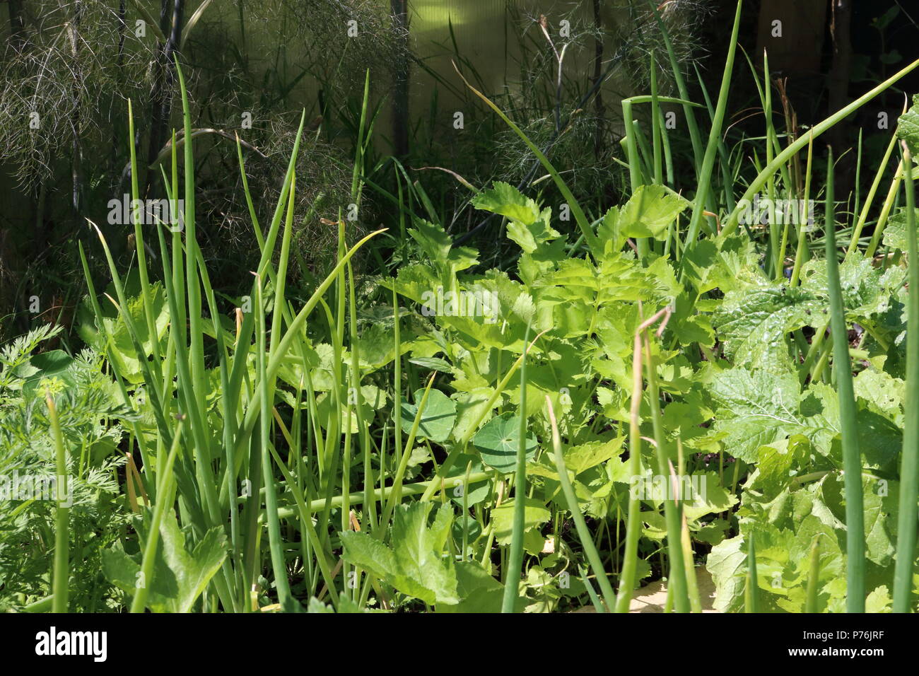 traditional vegetables grown using the square foot gardening method ...