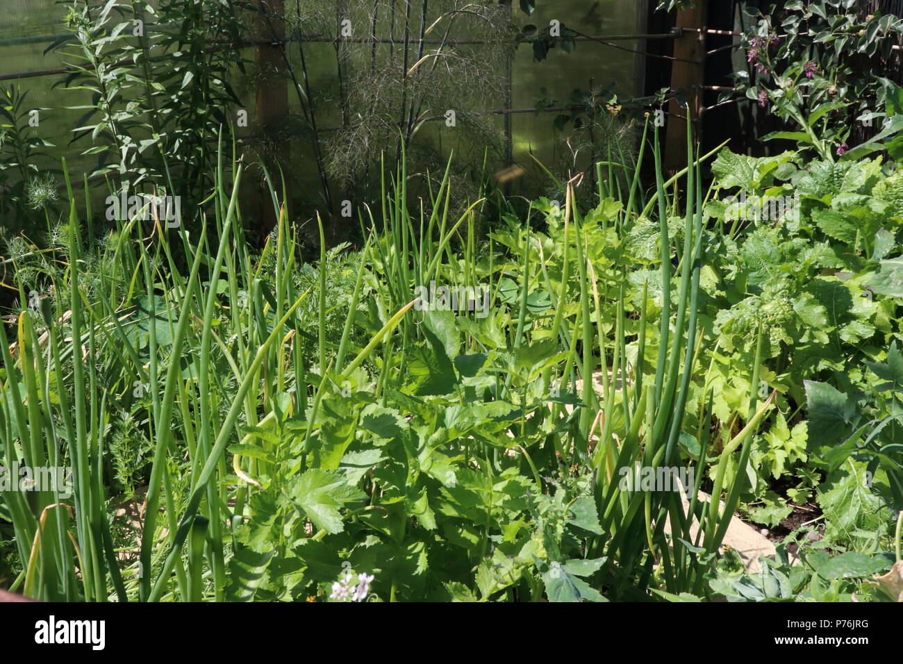 traditional vegetables grown using the square foot gardening method ...