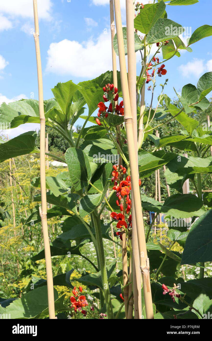 runner beans growing up bamboo canes Phaseolus coccineus Stock Photo ...