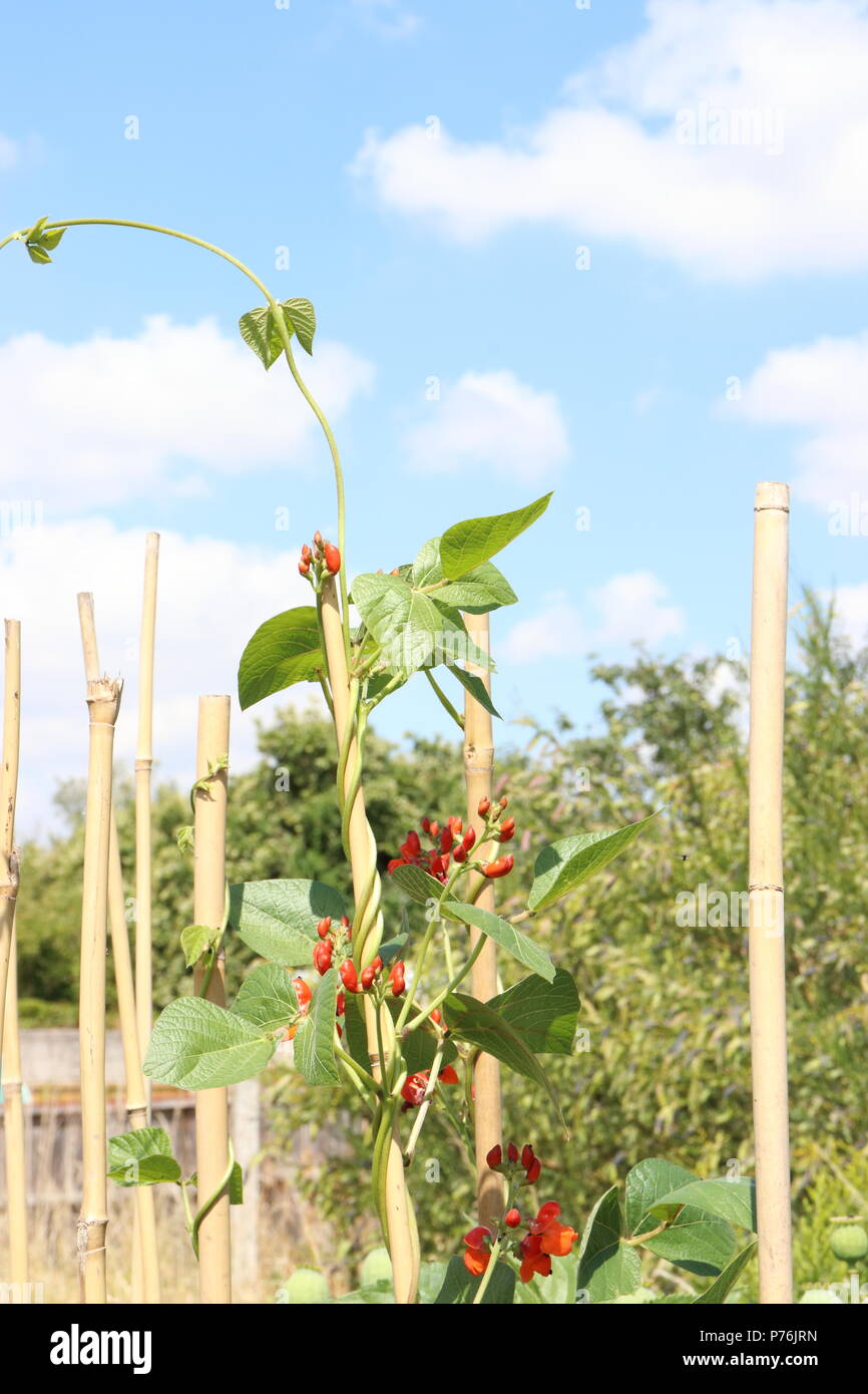 runner beans growing up bamboo canes Phaseolus coccineus Stock Photo ...
