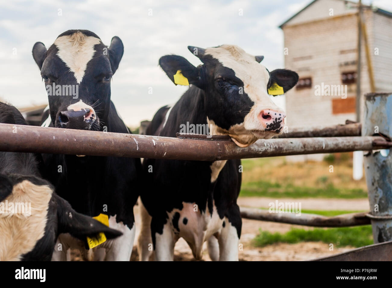 Pitbull Vs Cow