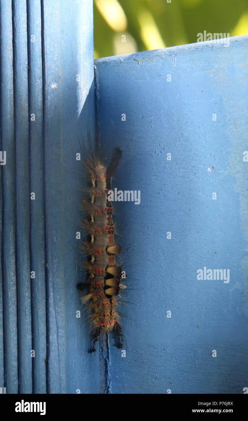 vapourer or rusty tussock moth caterpillar on blue fence Orgyia antiqua ...