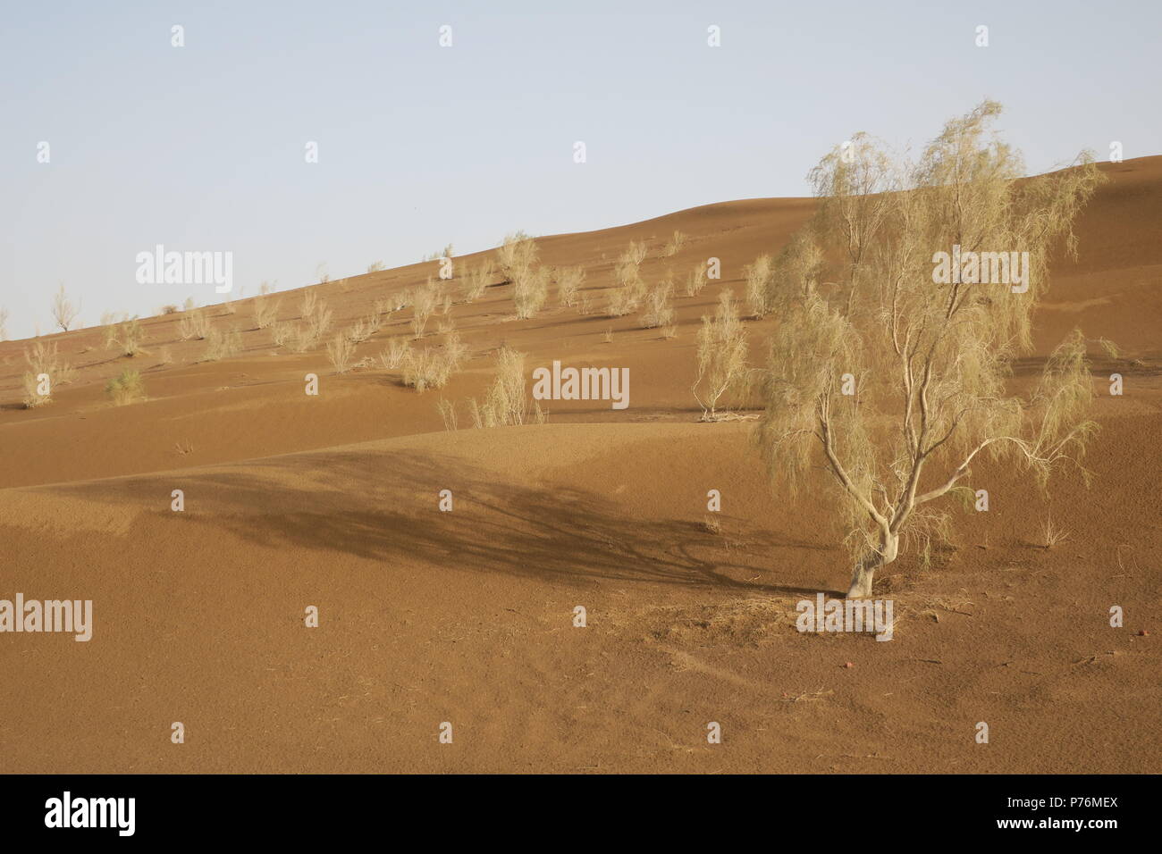 Shruberry in Nain desert, Isfahan province, Iran Stock Photo - Alamy