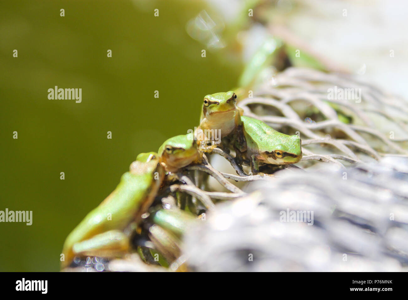Cute green frogs are quiet in a lake Stock Photo - Alamy