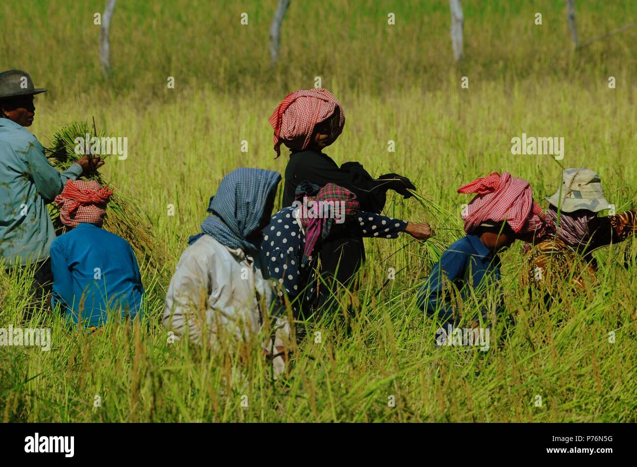 Rice field cambodia hi-res stock photography and images - Alamy