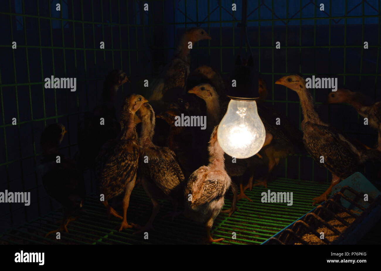 chick and warm light bulb in the cage Stock Photo - Alamy