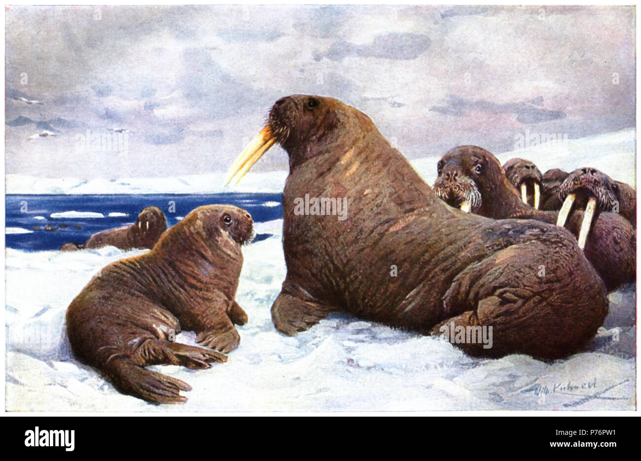 English: Walrus (Odobenus rosmarus), painting from Friedrich Wilhelm ...