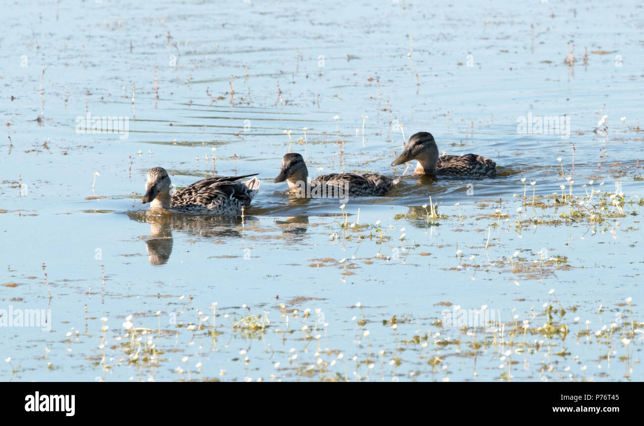 Family flock mallard ducks hi-res stock photography and images - Alamy