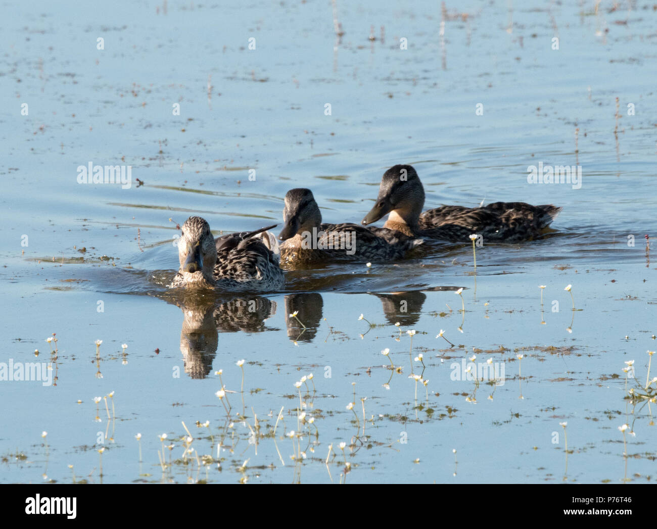 Family flock mallard ducks hi-res stock photography and images - Alamy