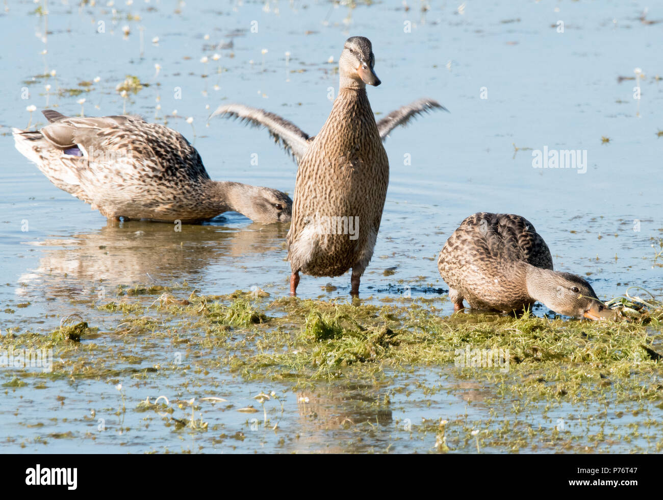 Juvenile Mallard duck flapping its wings Stock Photo - Alamy