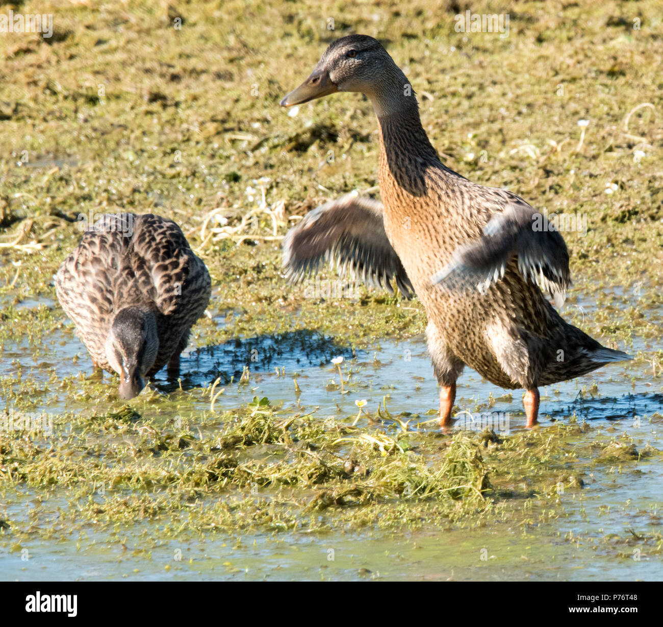 Juvenile Mallard duck flapping its wings Stock Photo - Alamy