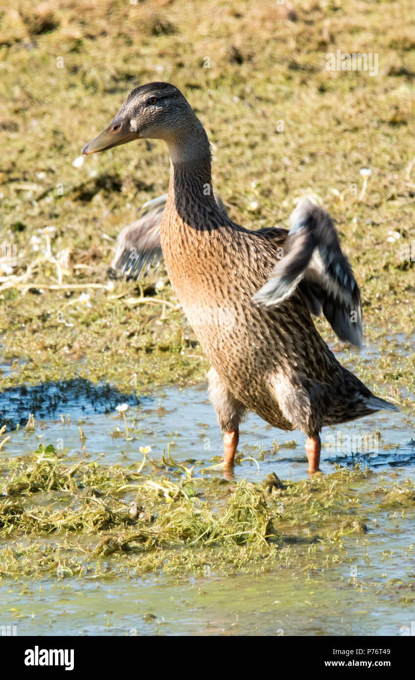 Juvenile Mallard duck flapping its wings Stock Photo - Alamy