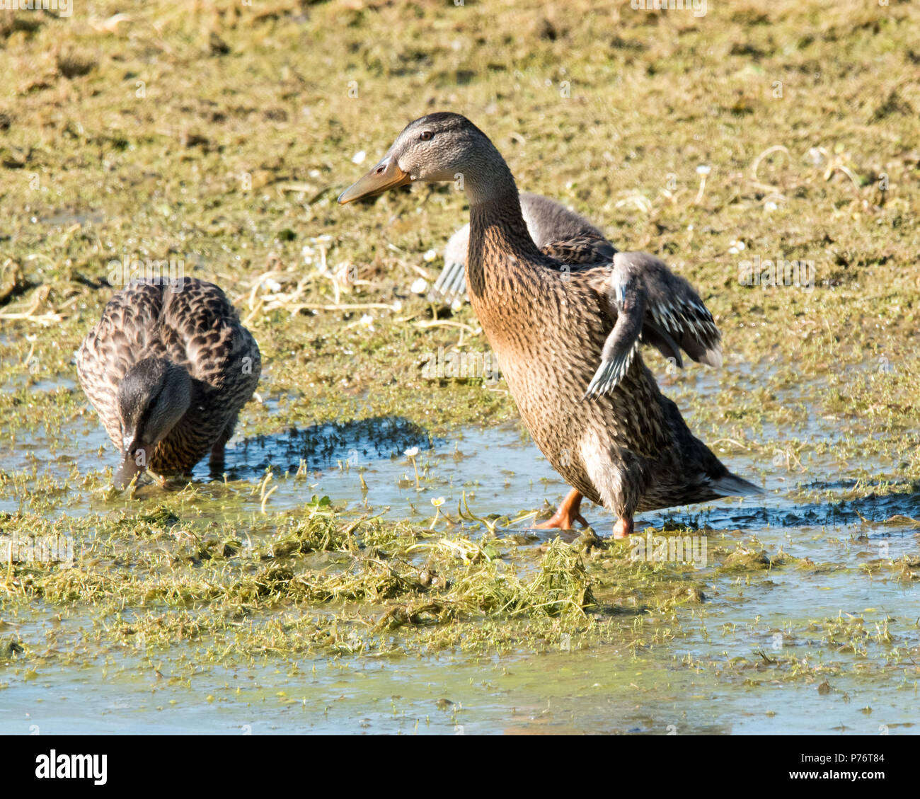 Juvenile Mallard duck flapping its wings Stock Photo - Alamy