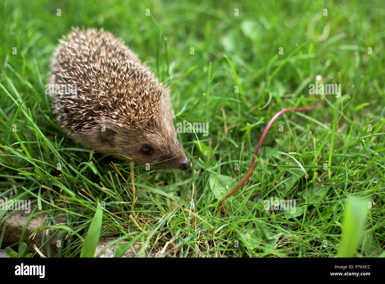 Hedgehog in a hedge hi-res stock photography and images - Alamy