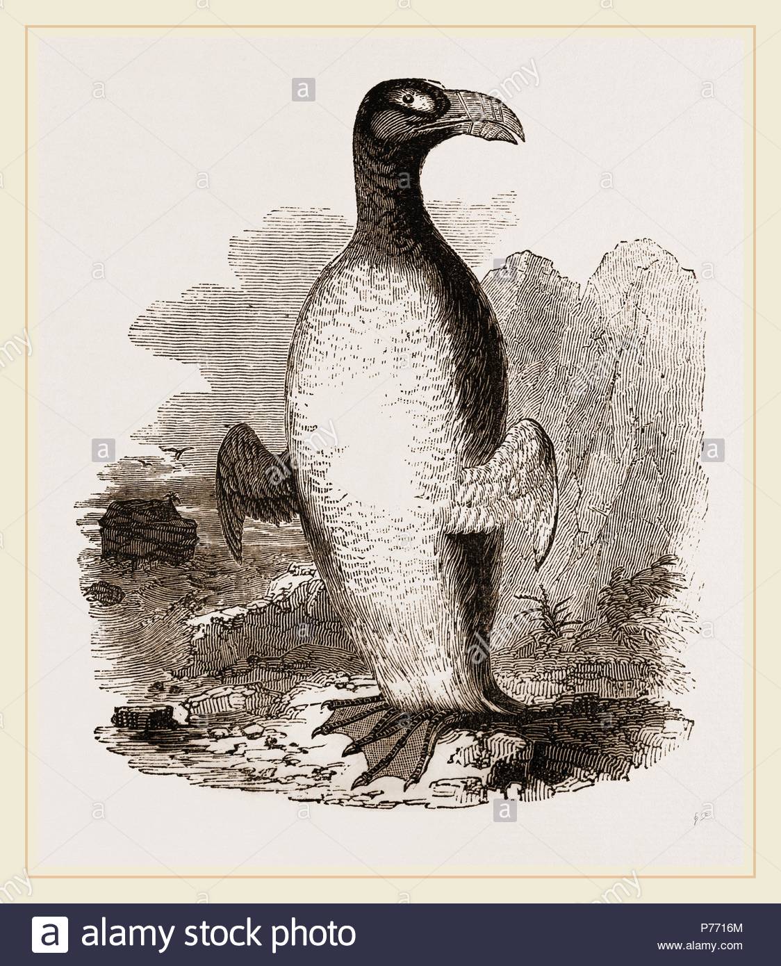 Great Auk Stock Photos & Great Auk Stock Images - Alamy