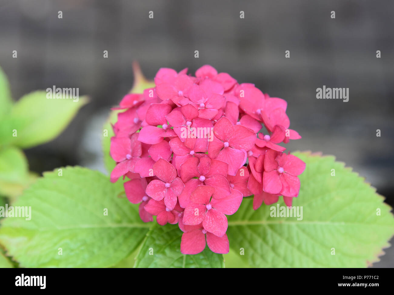 Tropical hydrangea hi-res stock photography and images - Alamy
