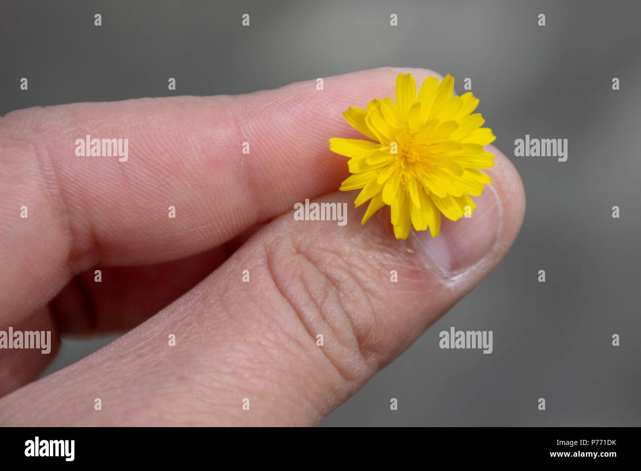 Yellow palm flower hi-res stock photography and images - Alamy