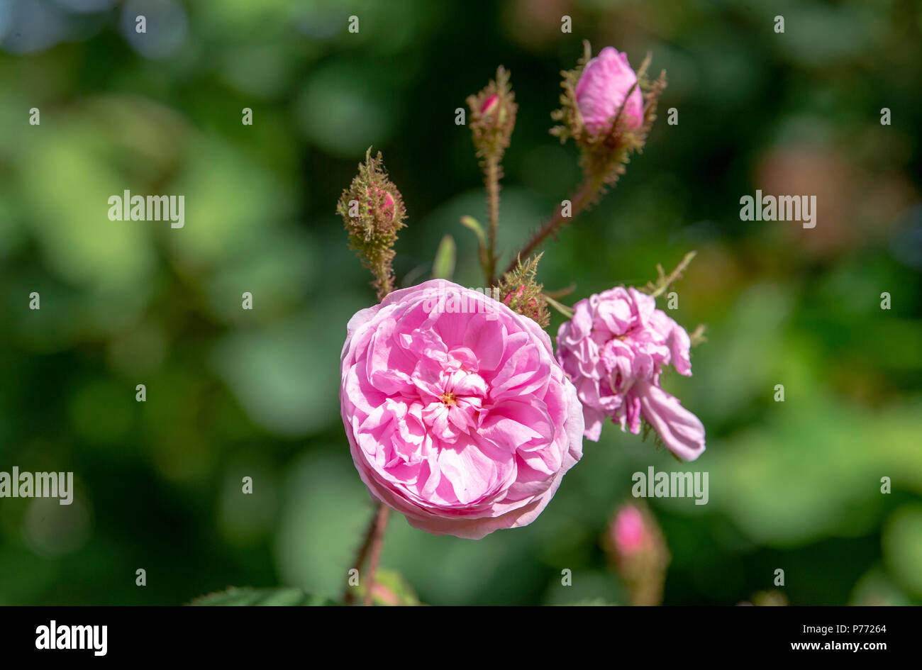 Pink roses growing and in full bloom in Pavilion Gardens Brighton Stock ...