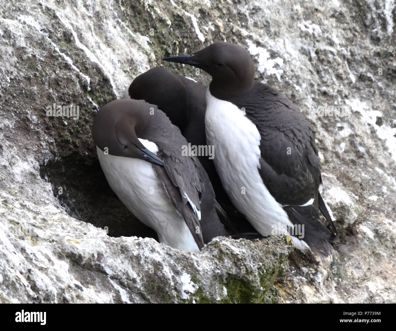 Guillemots northern ireland hi-res stock photography and images - Alamy