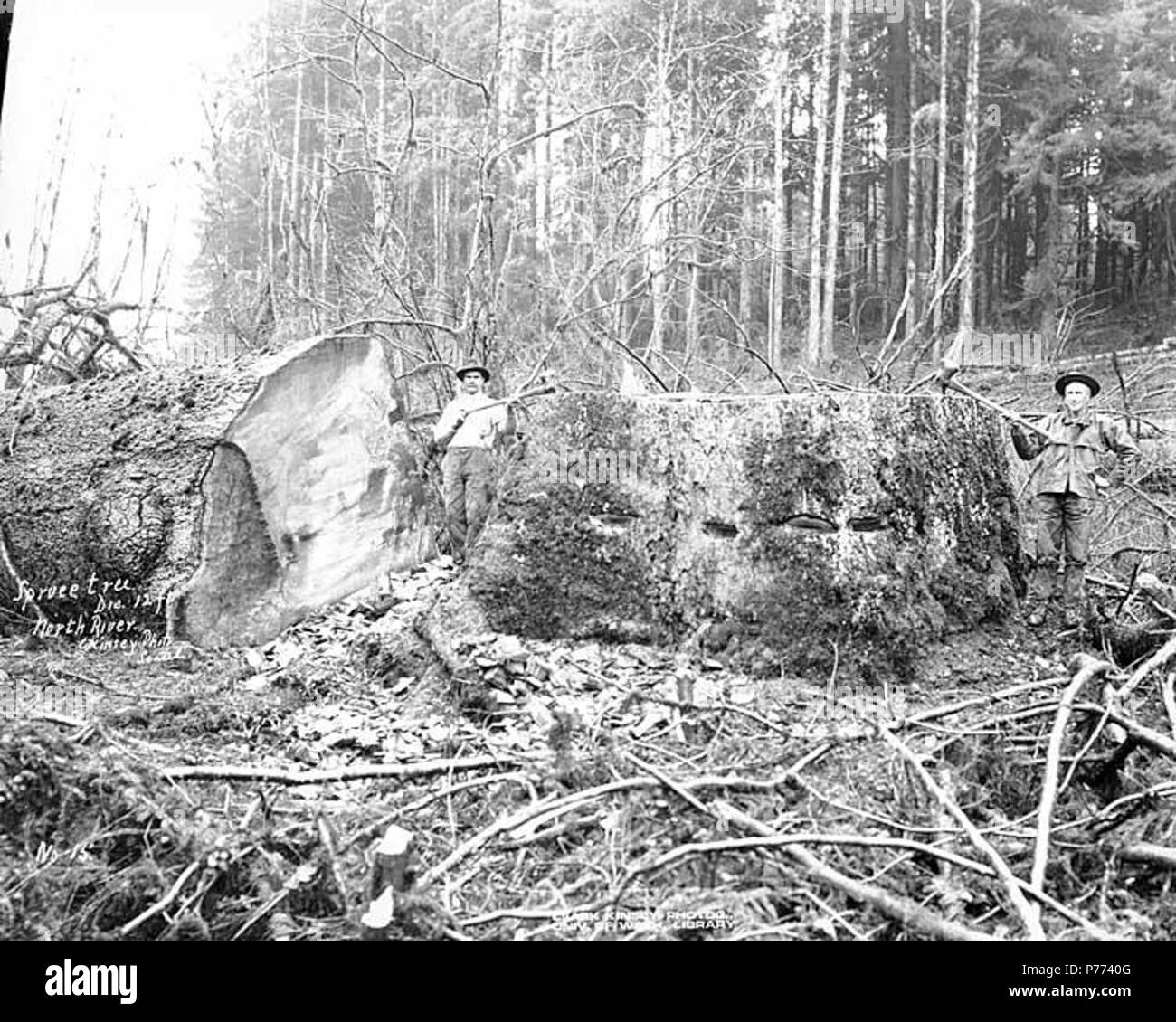 Spruce loggers hi-res stock photography and images - Alamy
