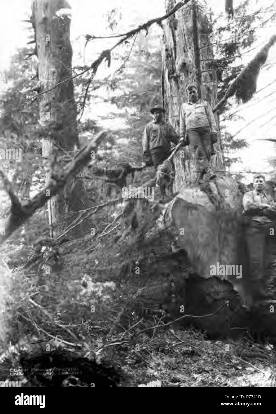 . English: Loggers on log in woods, Saddle Mountain Logging Company ...
