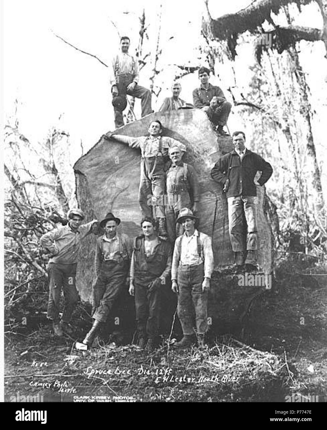 . English: Logging crew with spruce tree, Lester Logging Company, North ...