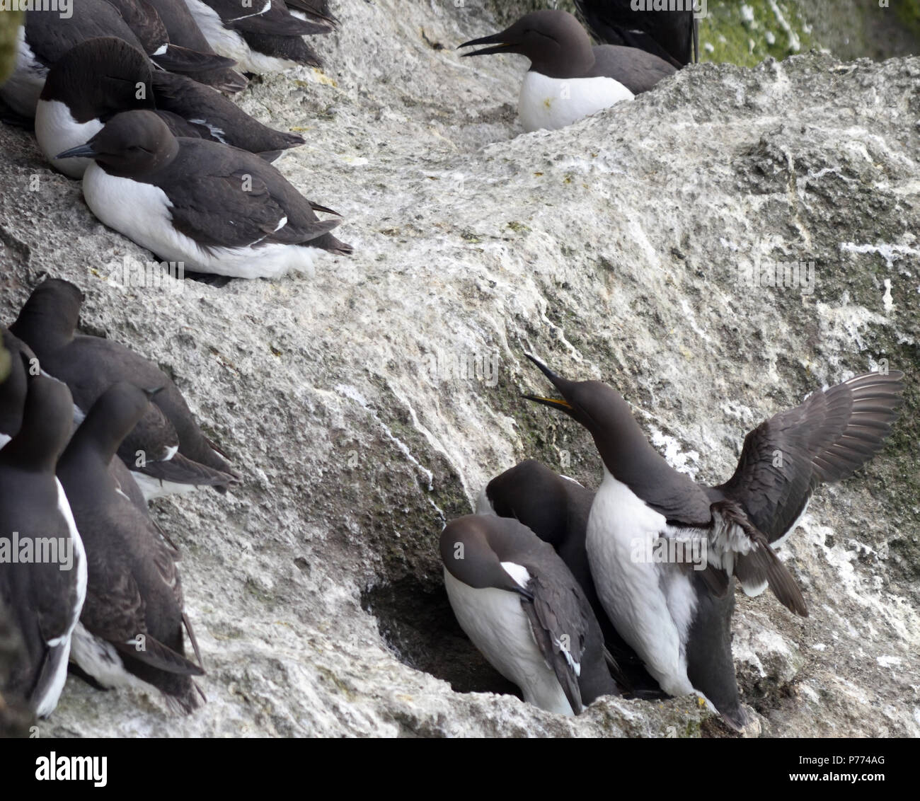 Guillemots cliff nest hi-res stock photography and images - Alamy