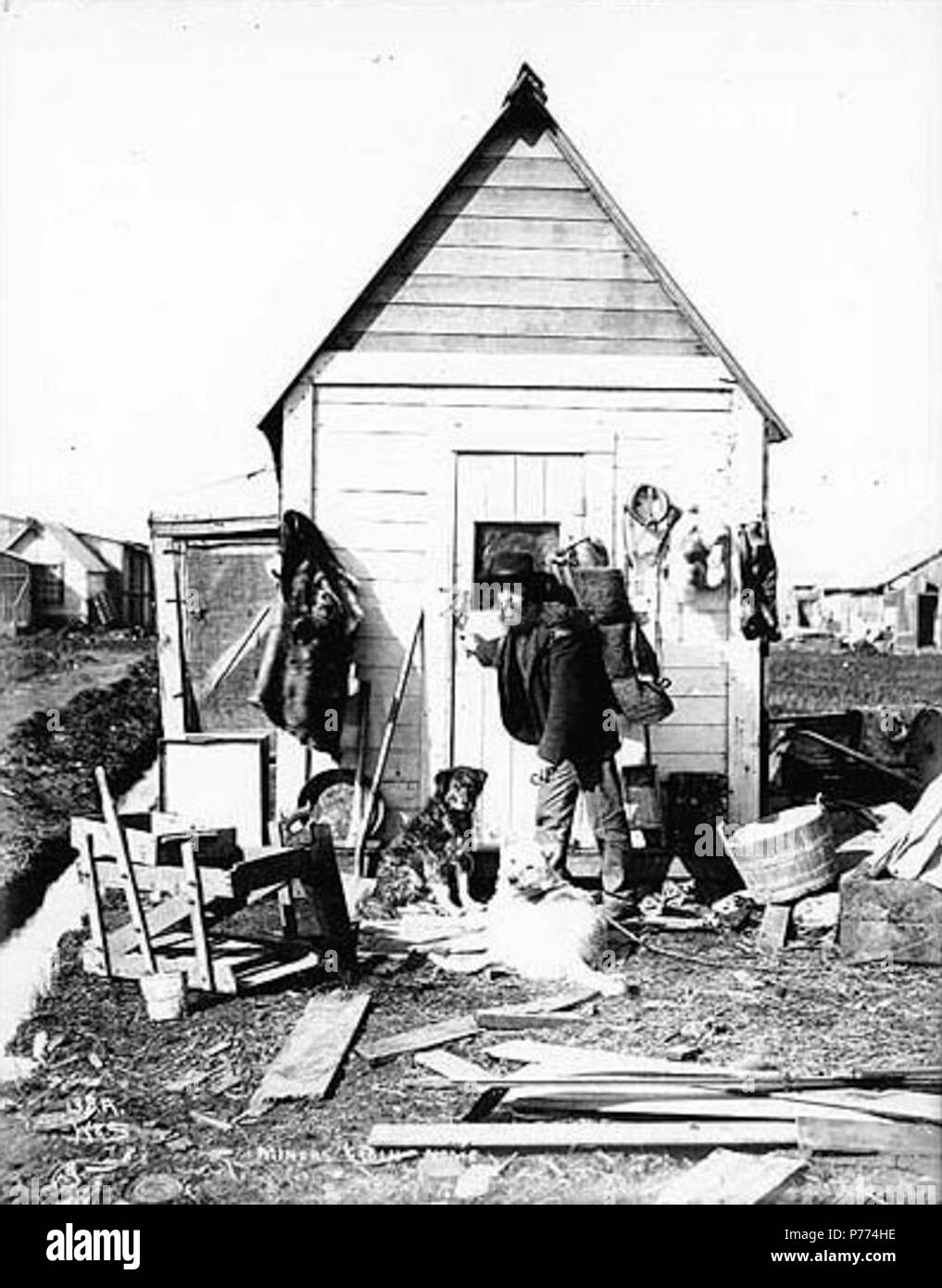 . English: Miner and his dogs outside of cabin, Nome, Alaska, ca. 1900 ...