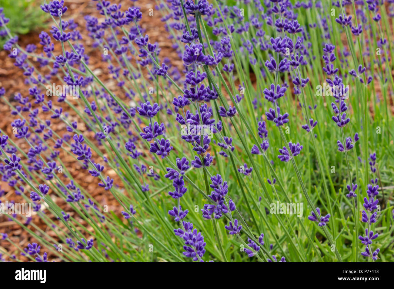 purple wild lavender bush Stock Photo - Alamy