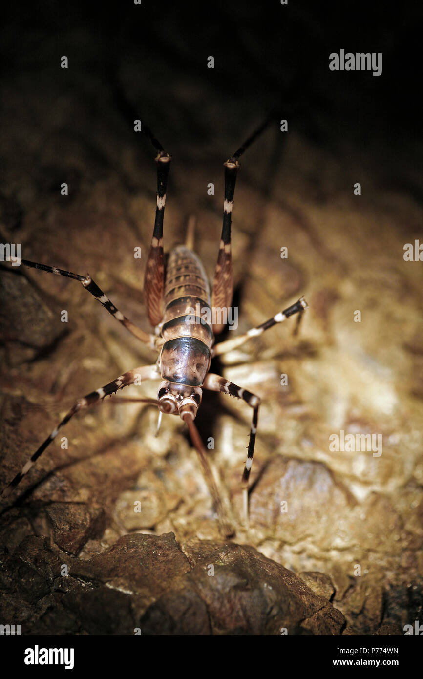 New Zealand cave weta Stock Photo - Alamy