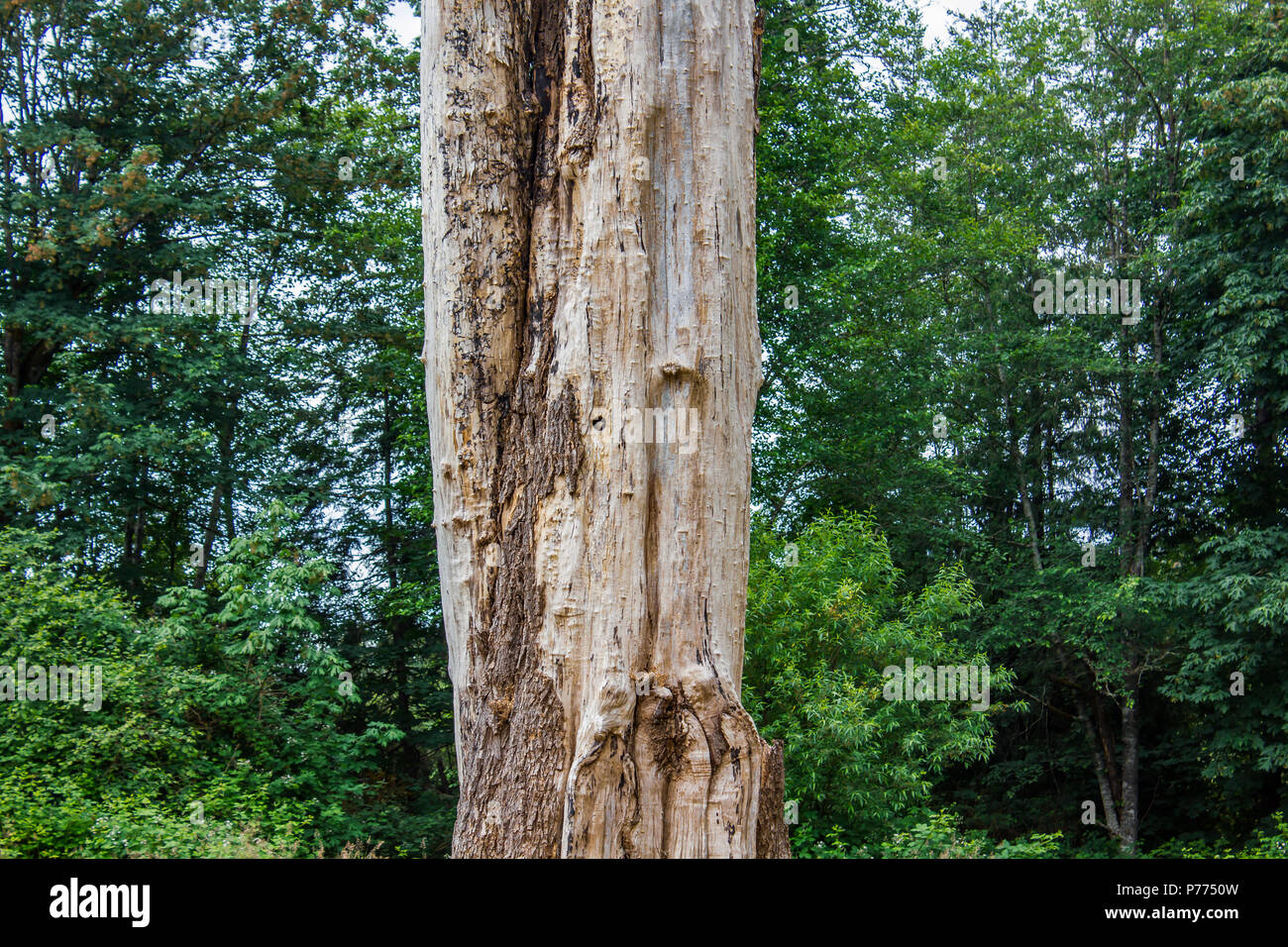 dead tree in a forest Stock Photo - Alamy