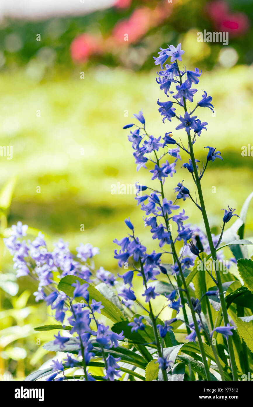 tall blue wild flowers Stock Photo - Alamy