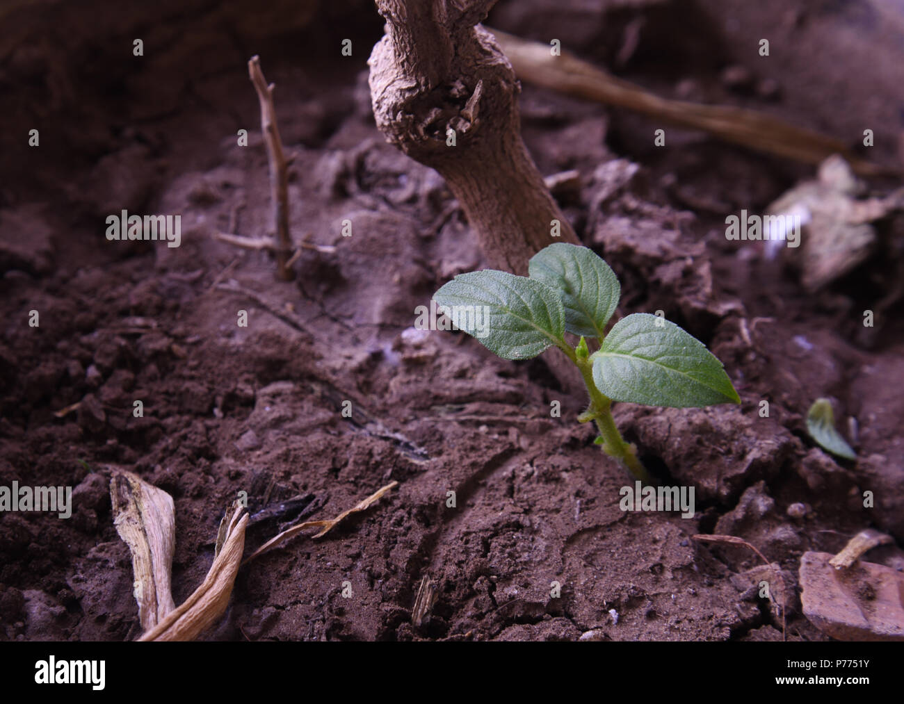 Baby Basil leaf going in soil Stock Photo - Alamy
