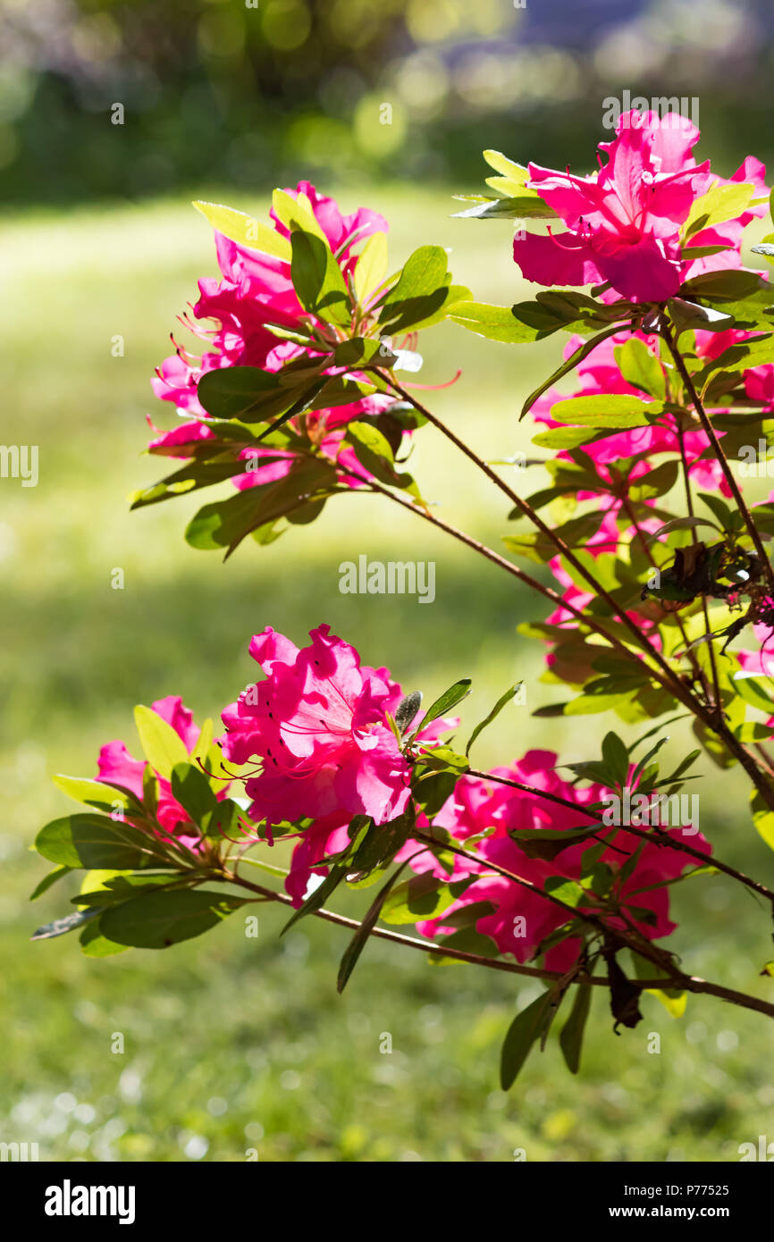 pink flowered bush in the sun Stock Photo - Alamy