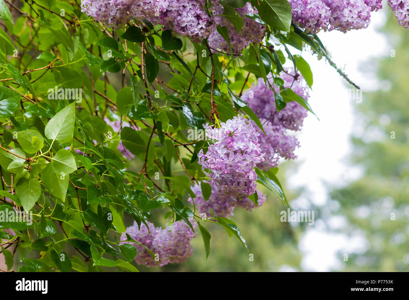 purple wild flowers on a tree Stock Photo - Alamy