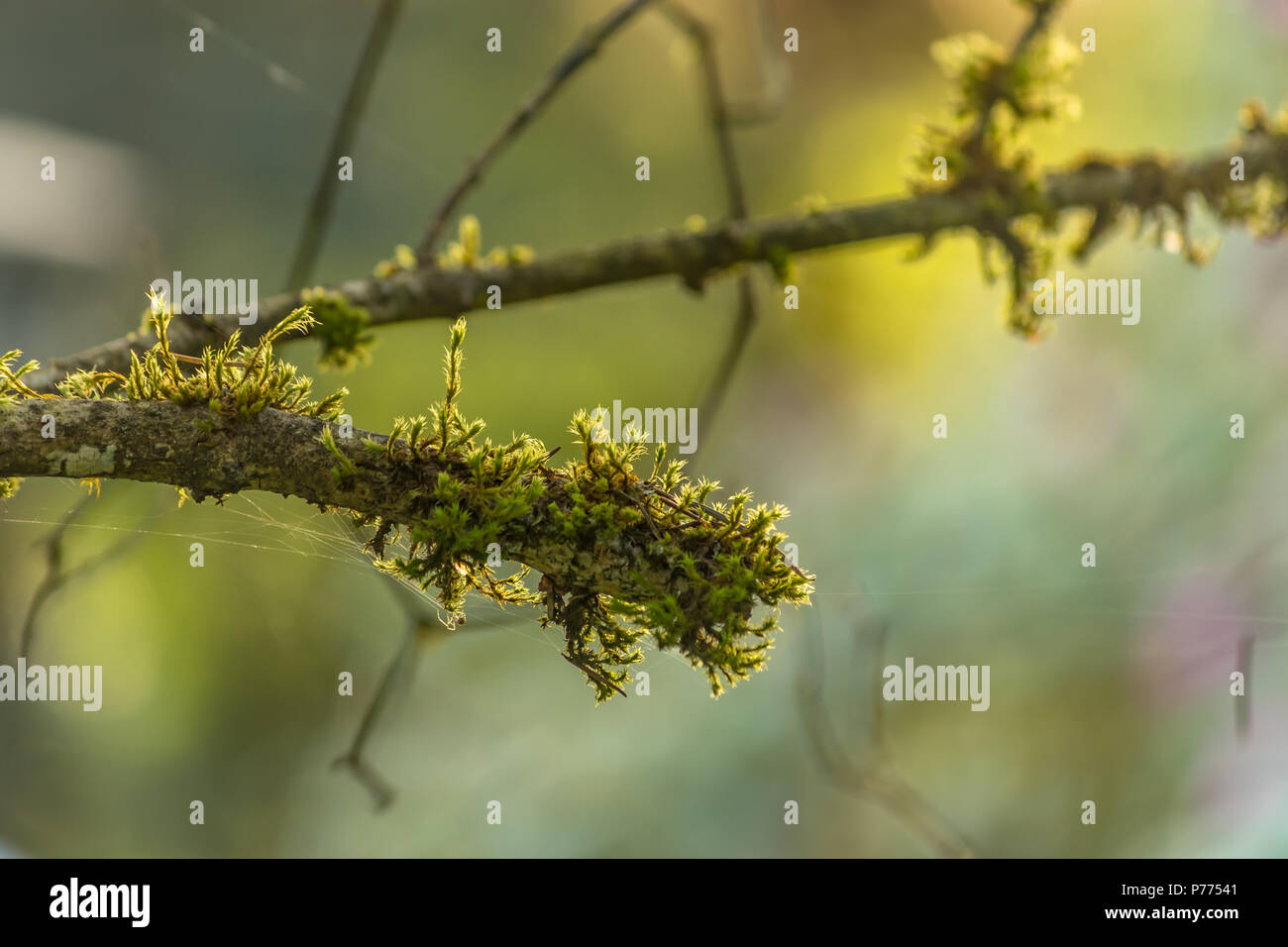 Draping moss hi-res stock photography and images - Alamy