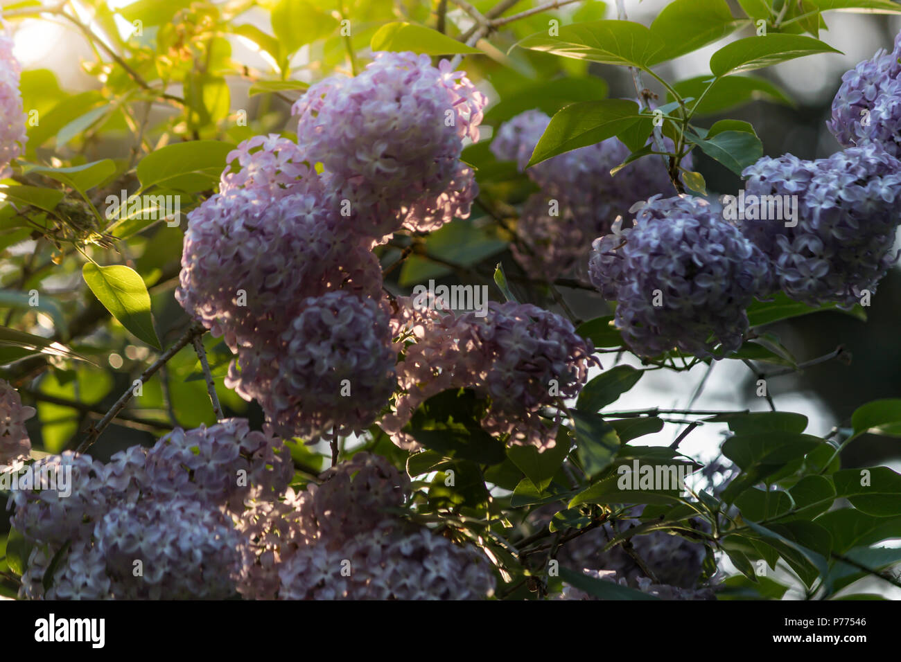 early morning glow on lilac bush Stock Photo - Alamy