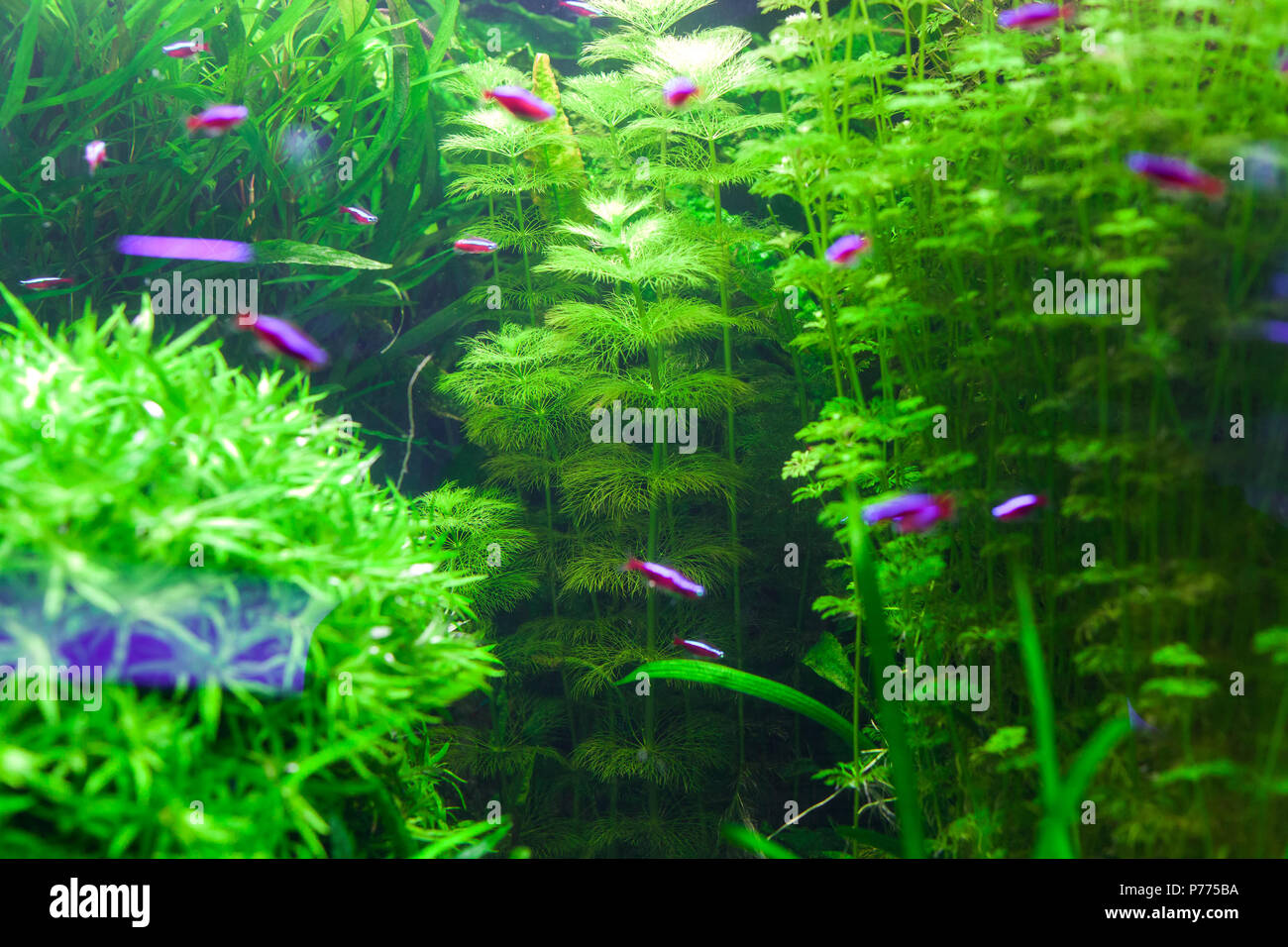 Beautiful underwater world. Green algae on the bottom Stock Photo - Alamy